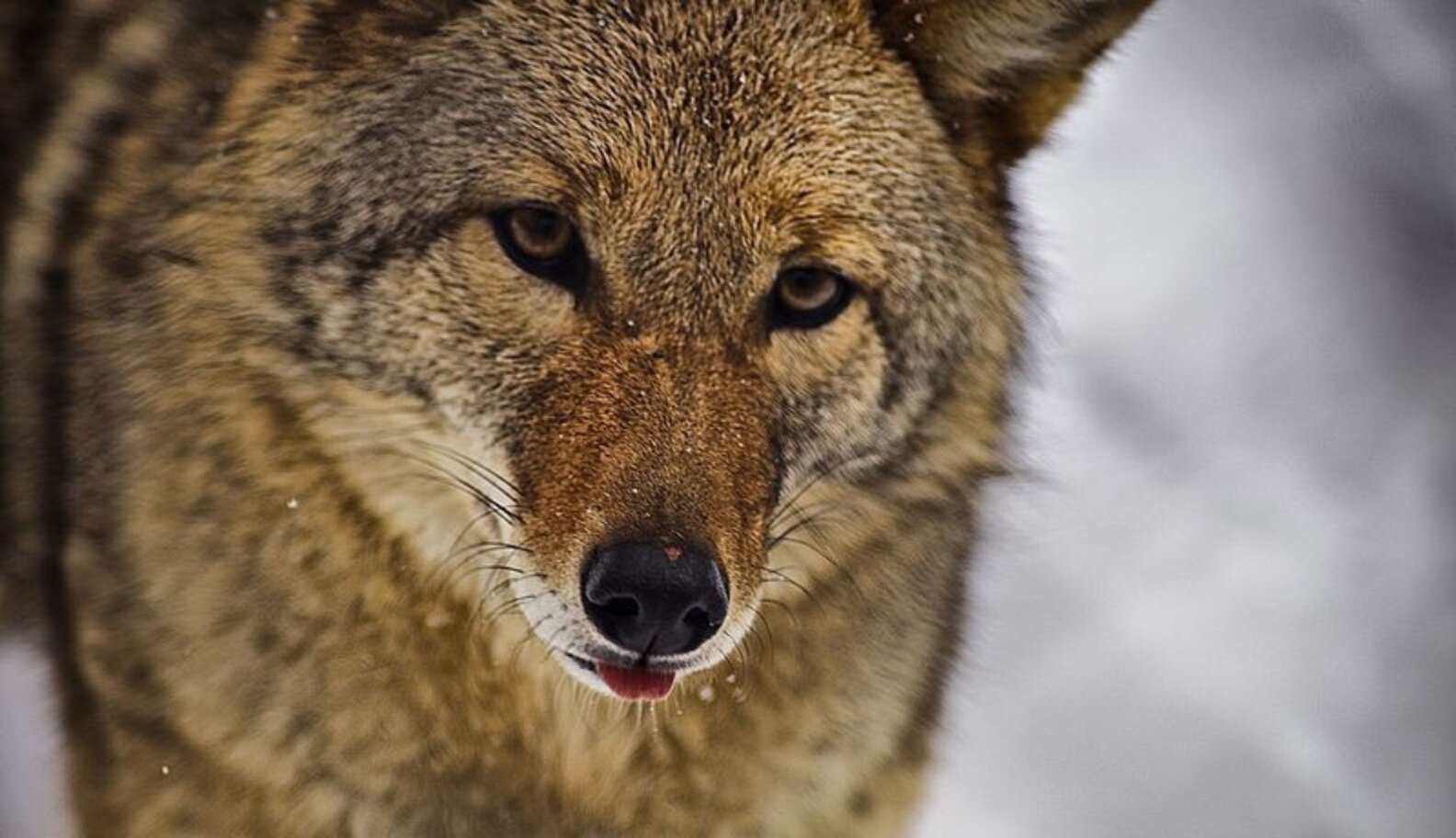 Photo Shows Mistreatment Of Trapped, Sick Coyote On “Animal Planet ...