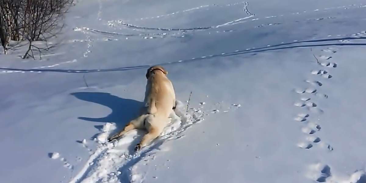 Dog Is Obsessed With Sliding Through The Snow - The Dodo