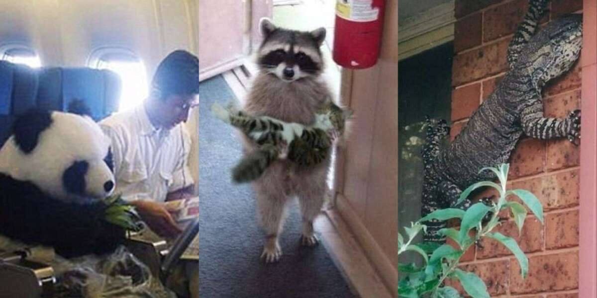 Can You Guess Which Of These Viral Photos Are Fake? - The Dodo