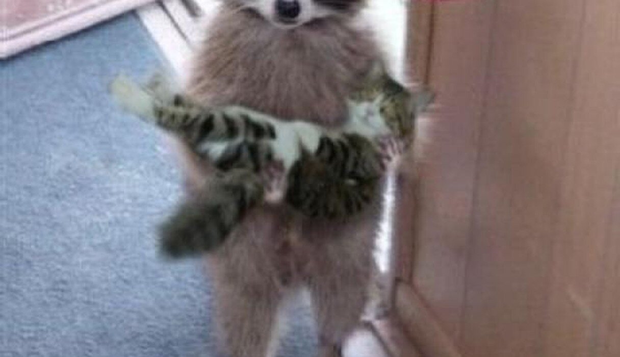 Can You Guess Which Of These Viral Photos Are Fake? - The Dodo