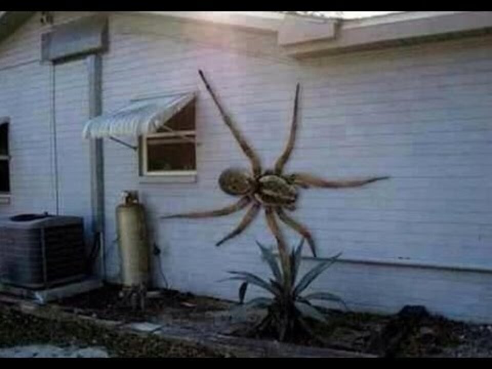 Can You Guess Which Of These Viral Photos Are Fake? - The Dodo