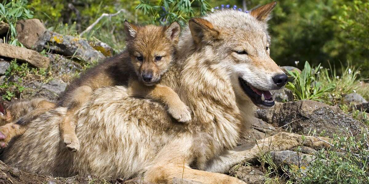 You're Footing The Bill So Hunters Can Decide Which Animals Survive ...