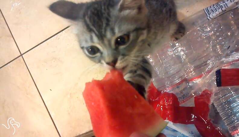 WATCH: Cats Eating Watermelon - The Dodo