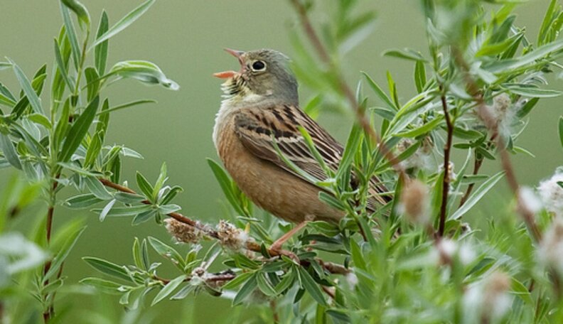 French Foodies Are Itching To Devour This Tiny, Rare Bird - The Dodo