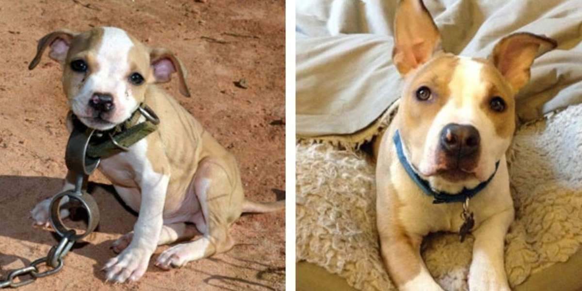 These Dogs Spent Their Lives On Chains Until They Were Finally Freed ...