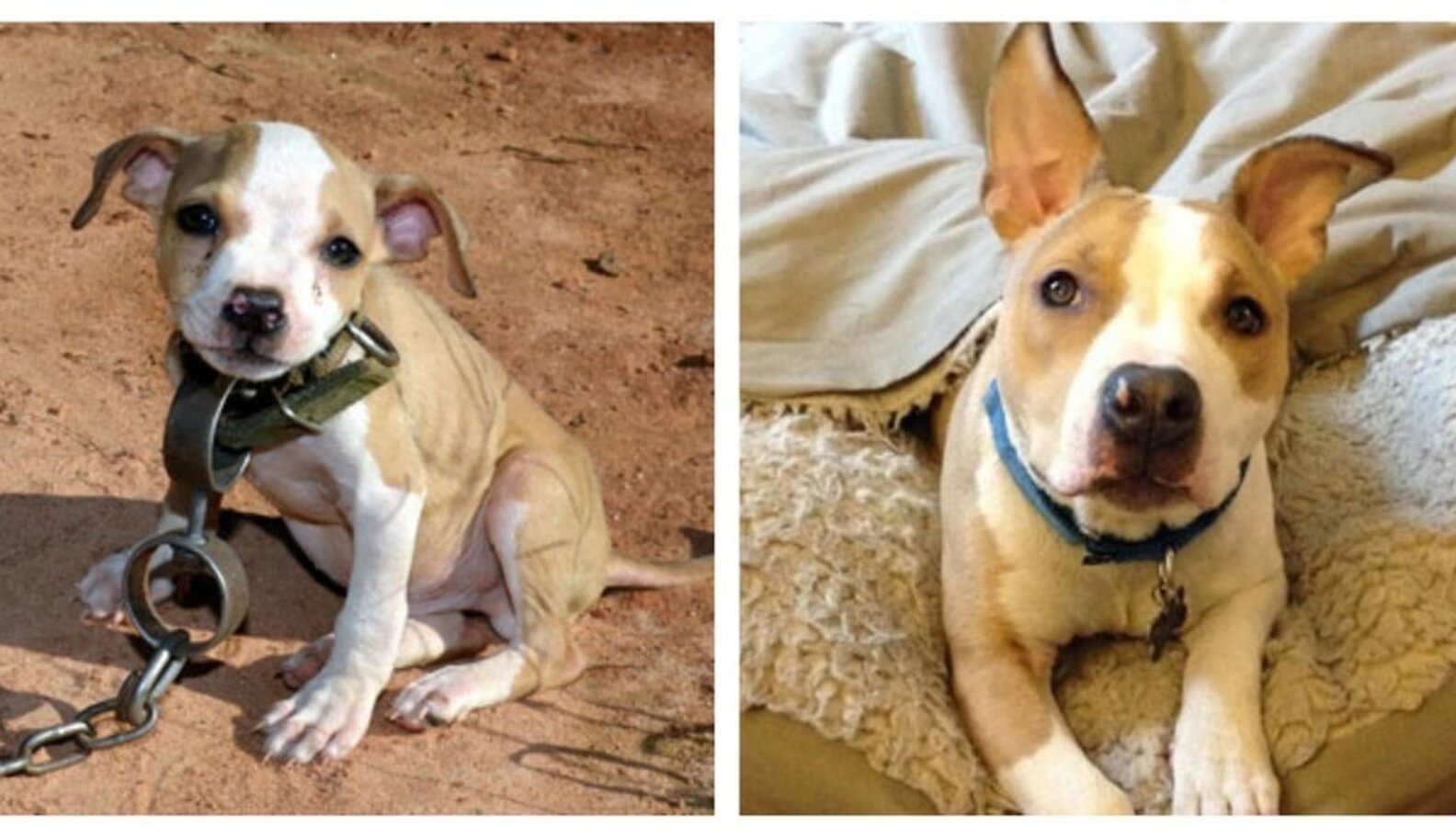 These Dogs Spent Their Lives On Chains Until They Were Finally Freed ...