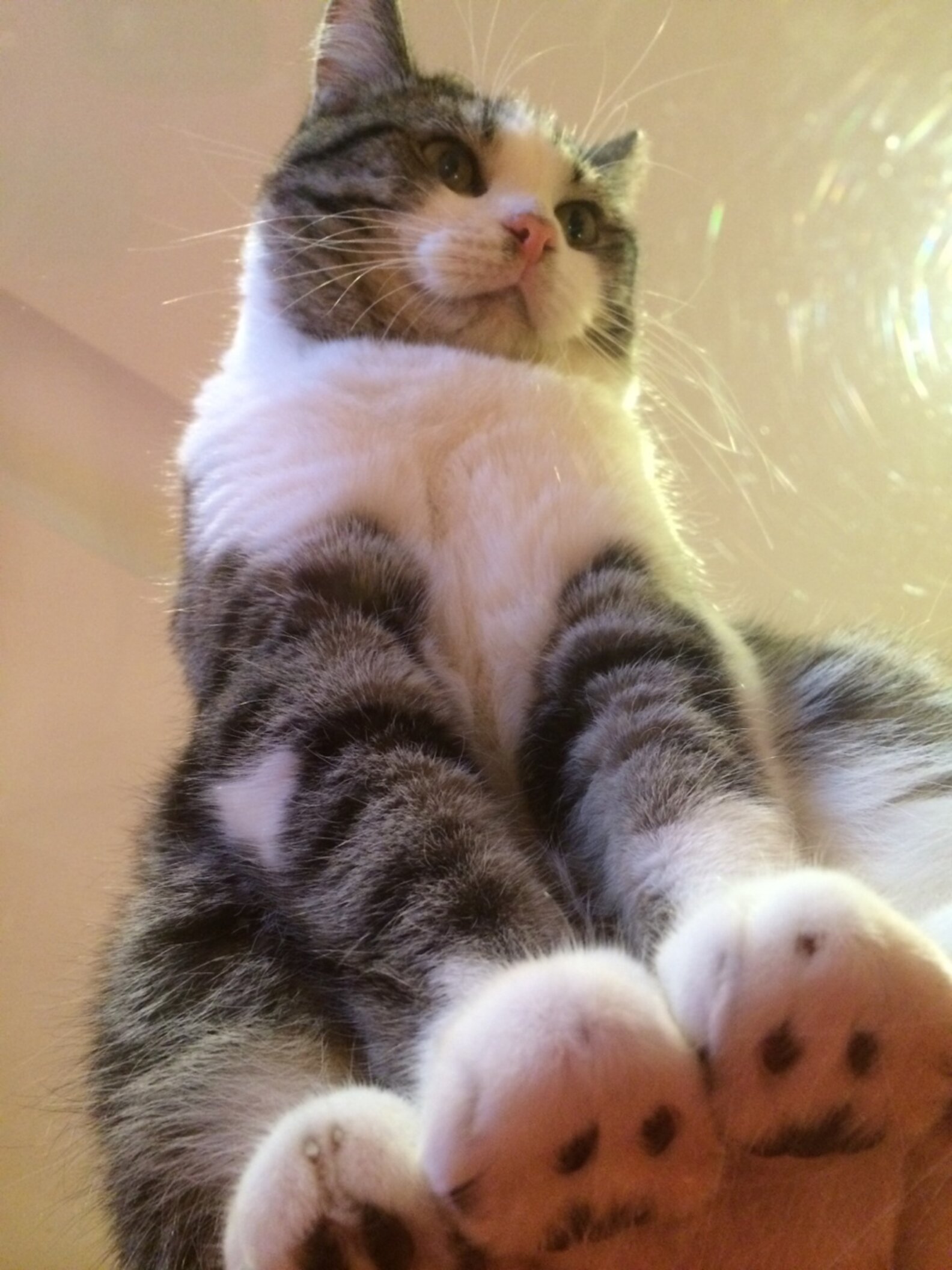 13 Smooshy Cats On Glass - The Dodo