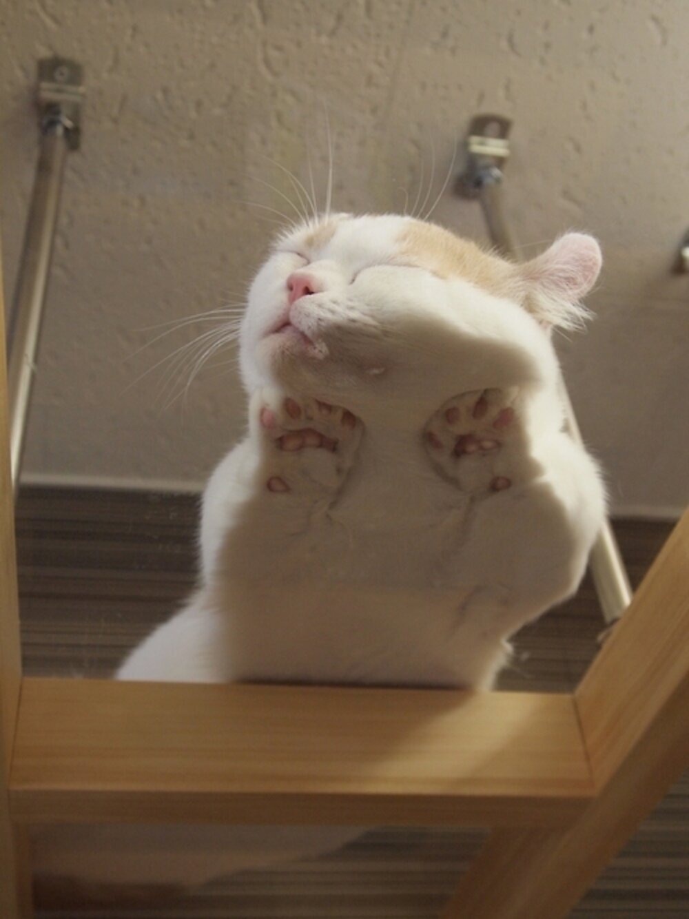 13 Smooshy Cats On Glass - The Dodo