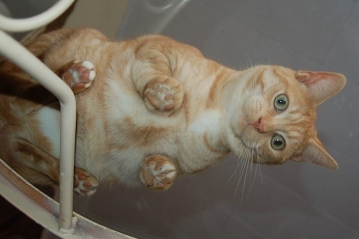 13 Smooshy Cats On Glass - The Dodo