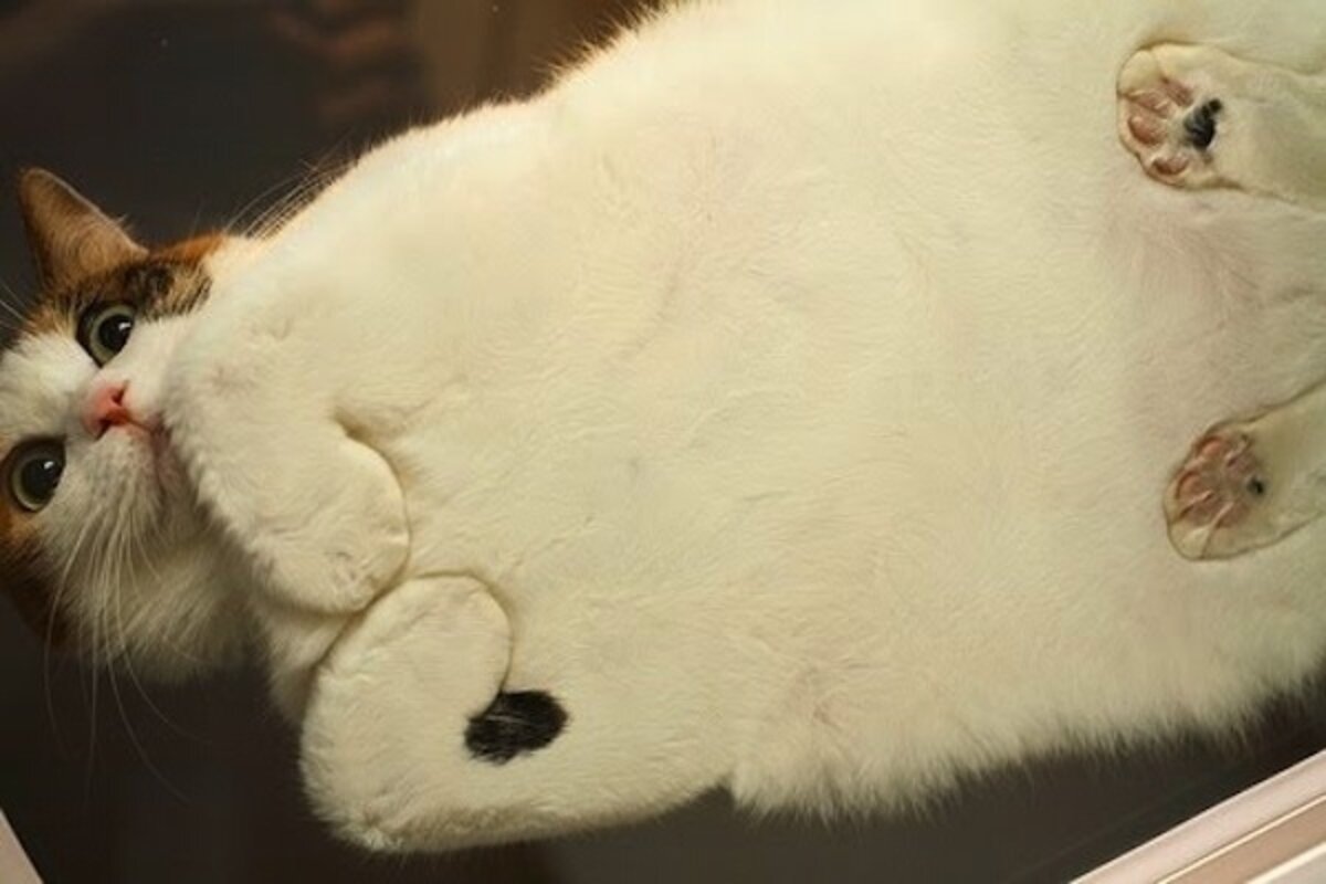 13 Smooshy Cats On Glass - The Dodo