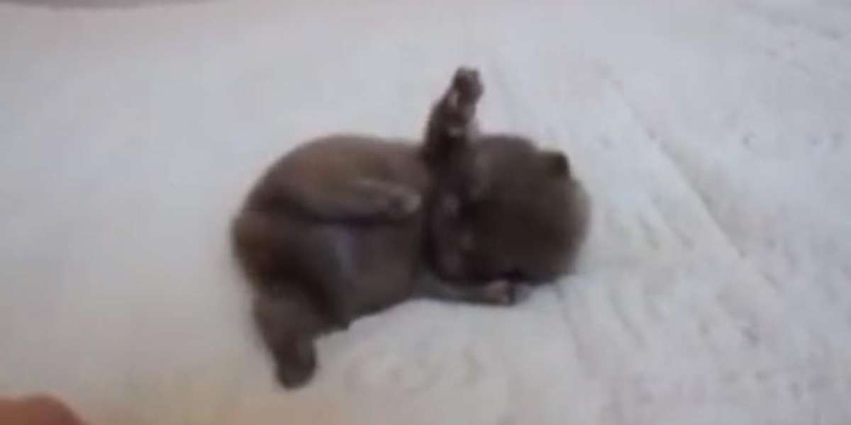 Teeny Tiny Itty Bitty Kitten Can't. Get. Enough. Petting. - The Dodo