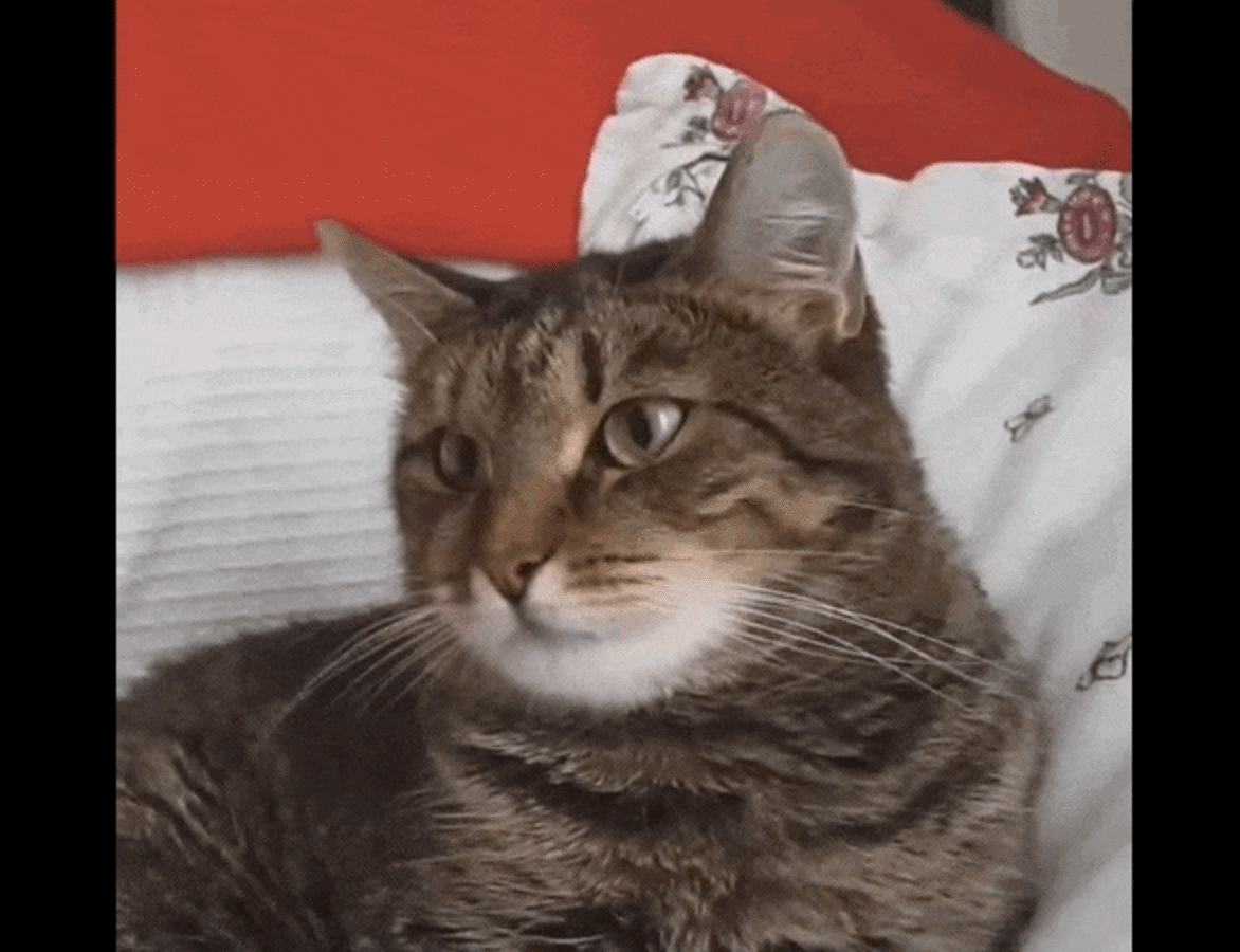 Cat Reacts To Flower In Most Dramatic Way Possible - The Dodo