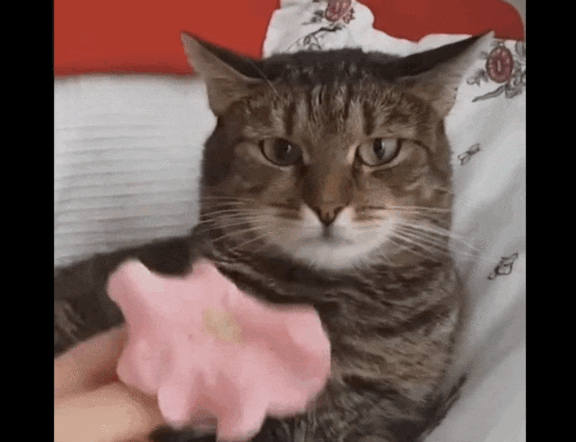 Cat Reacts To Flower In Most Dramatic Way Possible - The Dodo