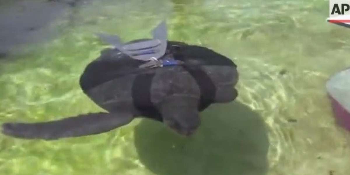 Watch This Israeli Sea Turtle Swim Straighter With “Fighter Jet” Fins ...