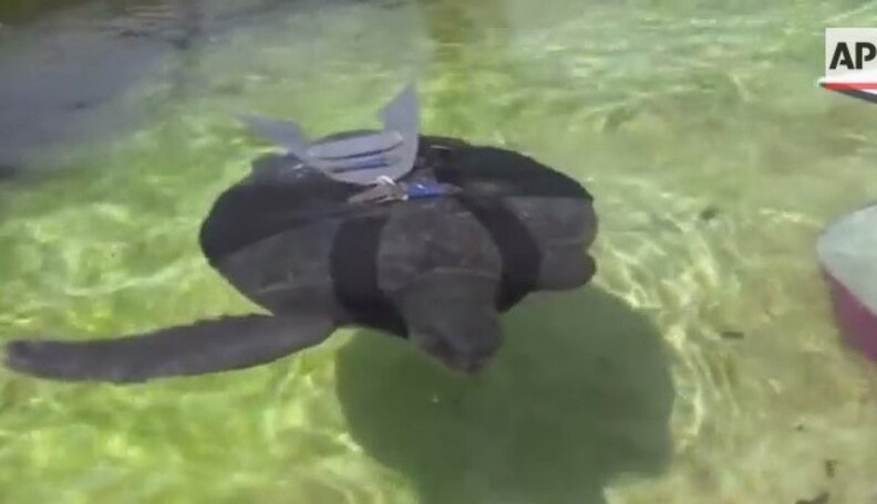 Watch This Israeli Sea Turtle Swim Straighter With “Fighter Jet” Fins ...