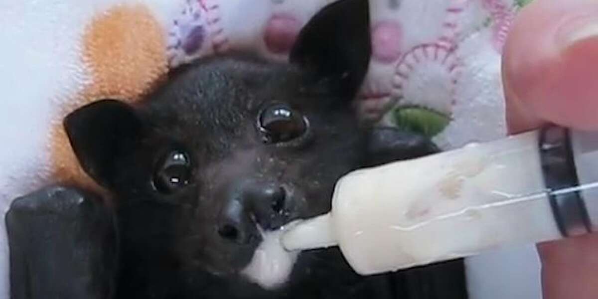Rescued Bat Drinks A Smoothie To Regain His Strength - The Dodo