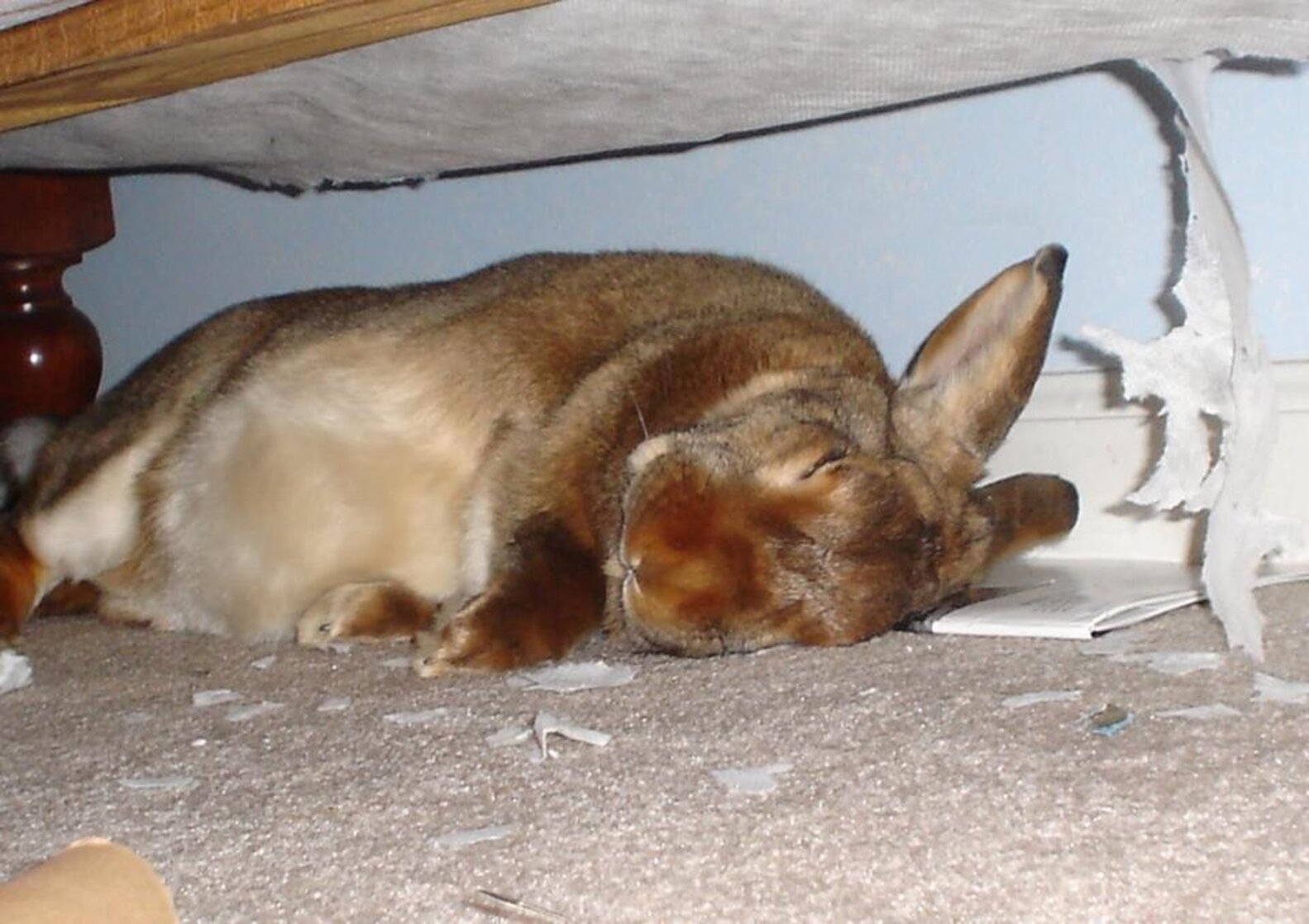 30 Mischievous Bunnies Who Have No Regrets About Taking Over Your House ...