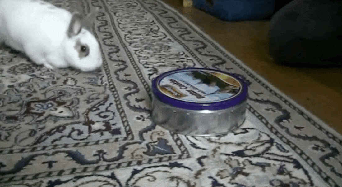 30 Mischievous Bunnies Who Have No Regrets About Taking Over Your House ...