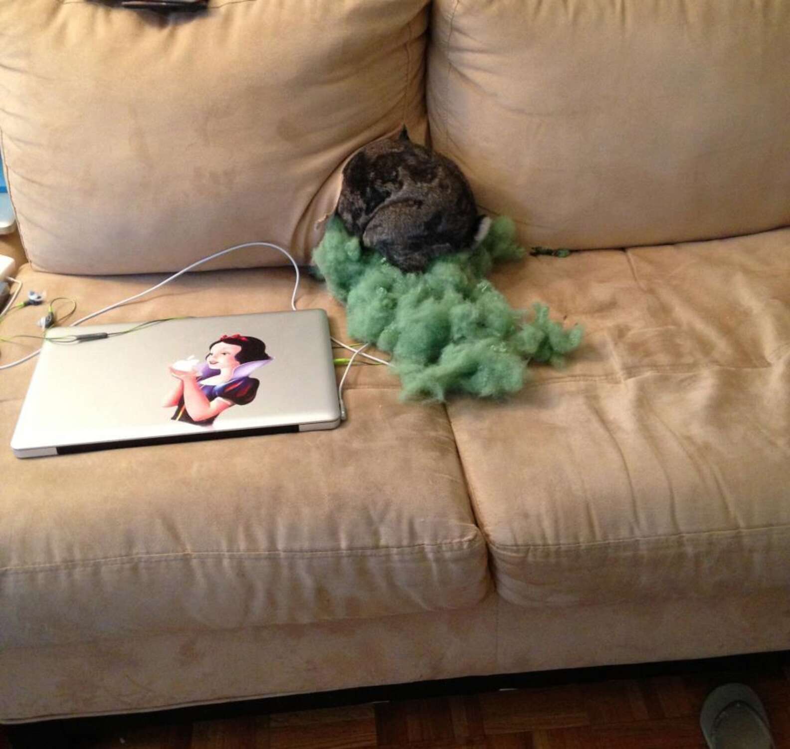 30 Mischievous Bunnies Who Have No Regrets About Taking Over Your House ...