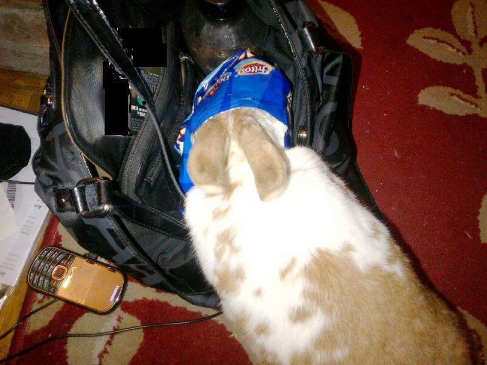 30 Mischievous Bunnies Who Have No Regrets About Taking Over Your House ...