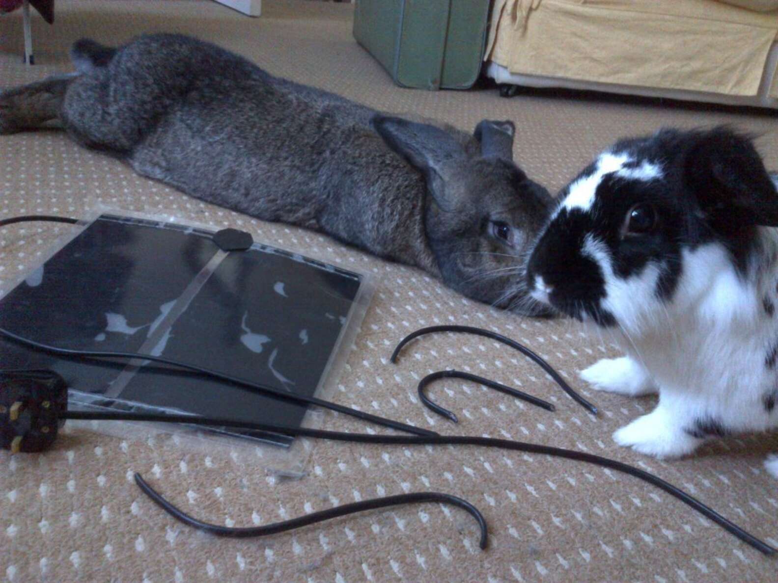 30 Mischievous Bunnies Who Have No Regrets About Taking Over Your House ...