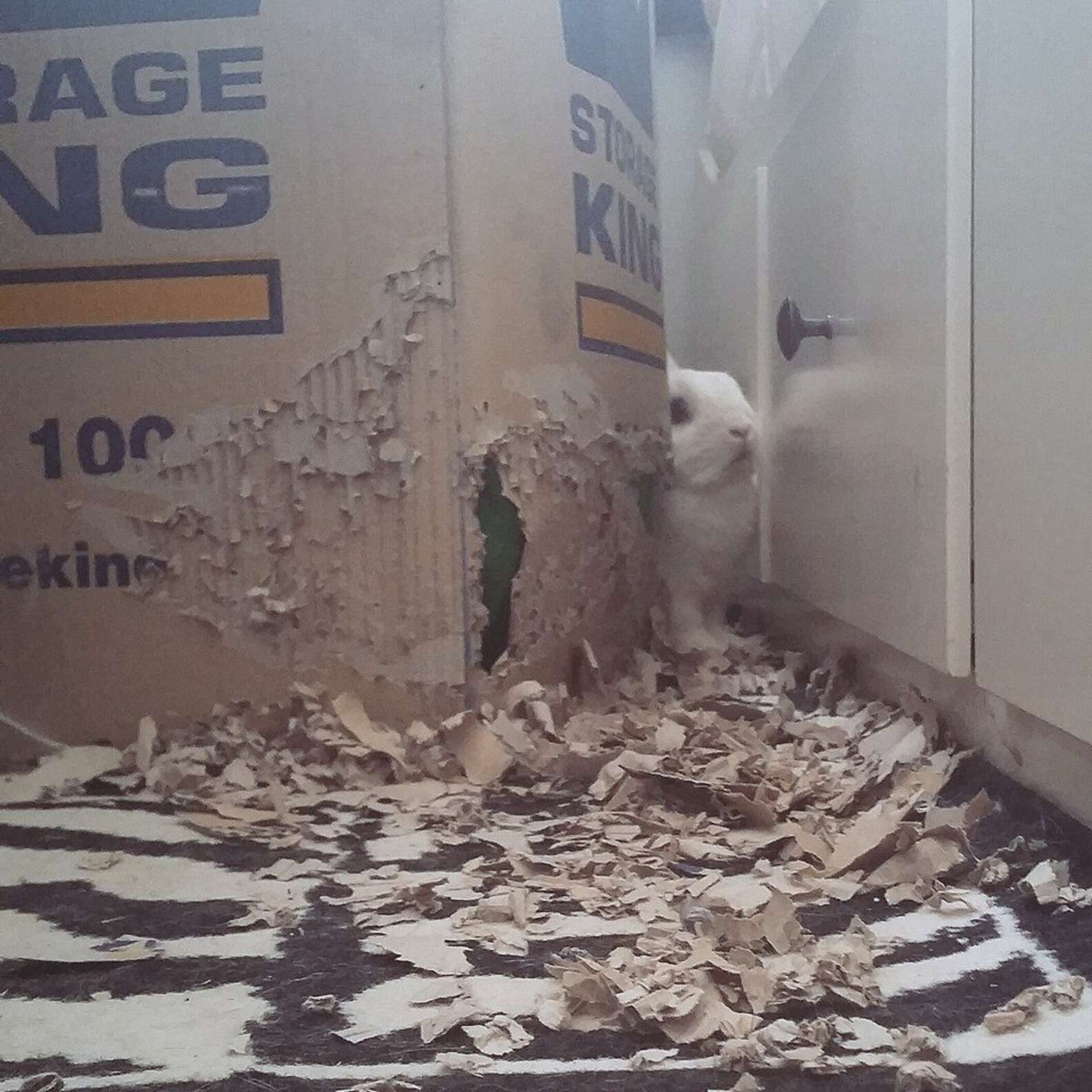 30 Mischievous Bunnies Who Have No Regrets About Taking Over Your House ...