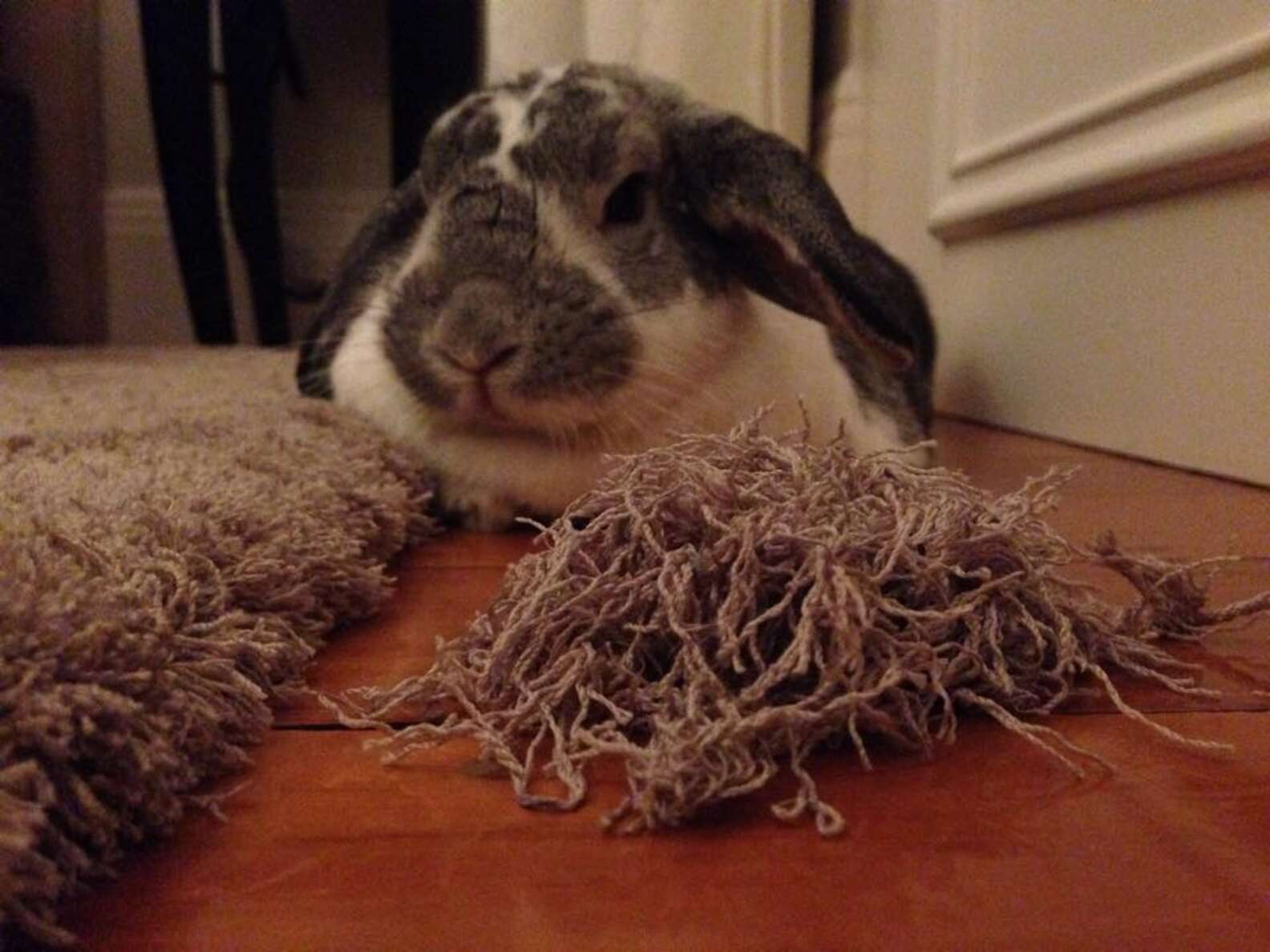 30 Mischievous Bunnies Who Have No Regrets About Taking Over Your House ...
