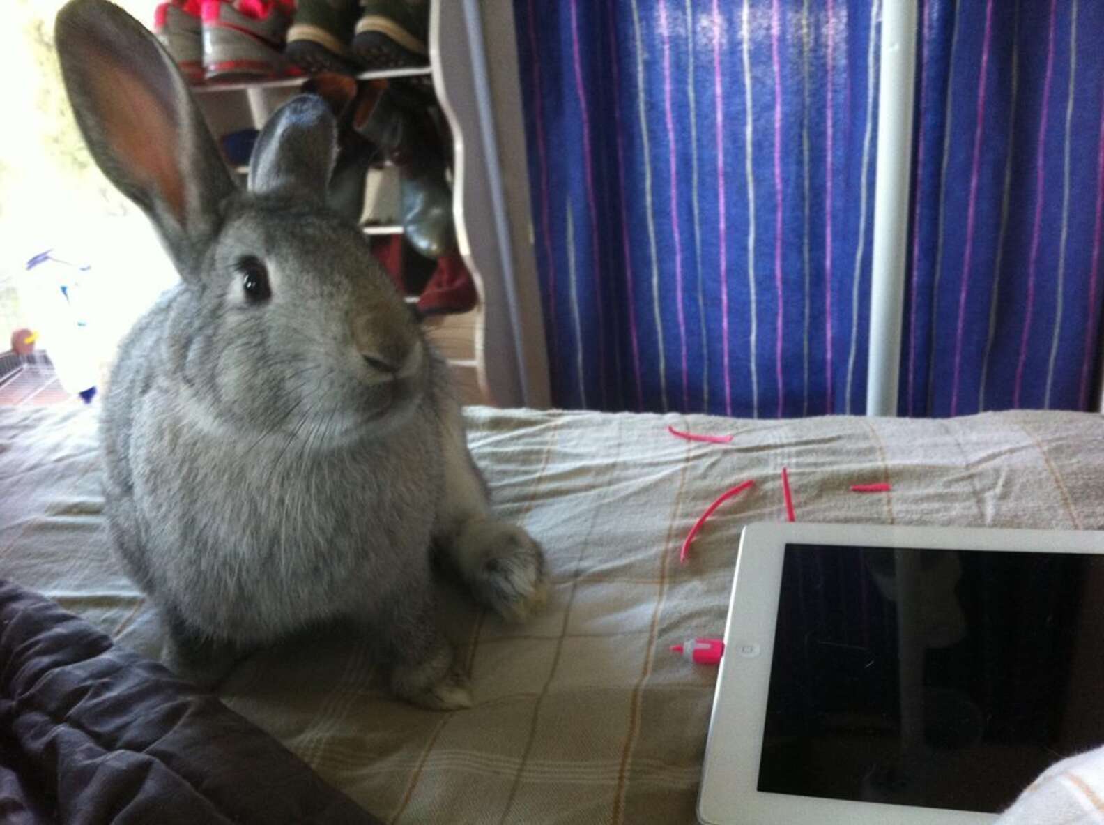 30 Mischievous Bunnies Who Have No Regrets About Taking Over Your House ...