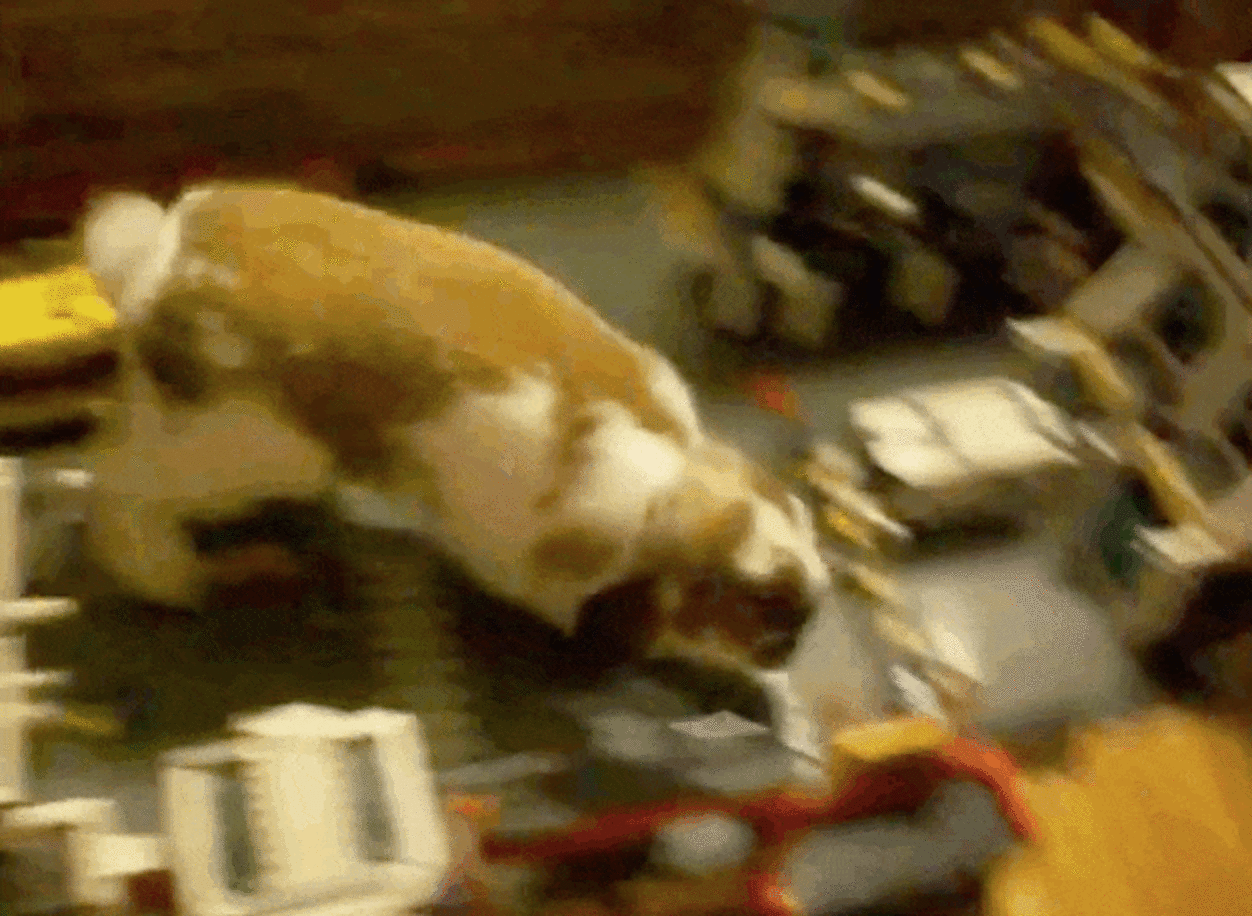 30 Mischievous Bunnies Who Have No Regrets About Taking Over Your House ...