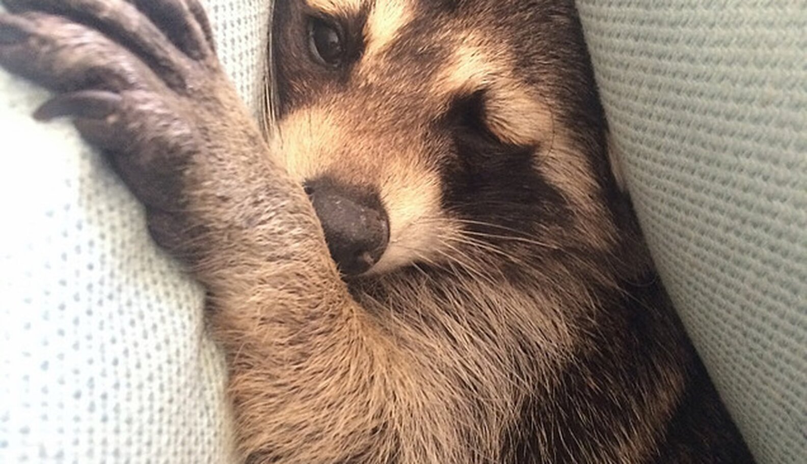 Raccoon With One Eye LOVES His New Rescue Dog - The Dodo
