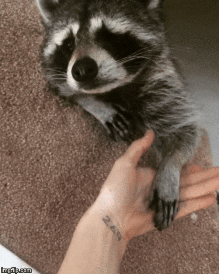 Raccoon With One Eye LOVES His New Rescue Dog - The Dodo