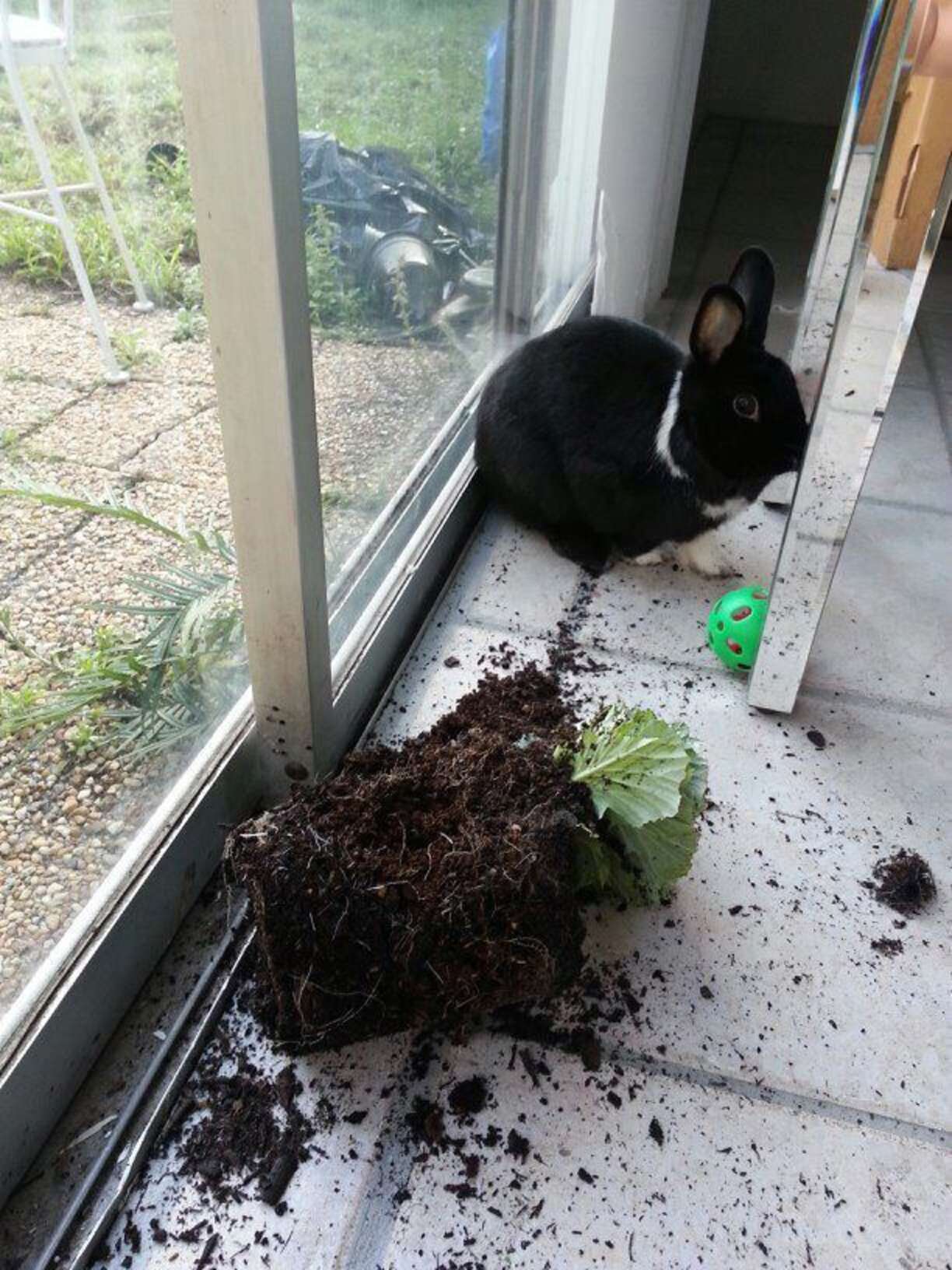 30 Mischievous Bunnies Who Have No Regrets About Taking Over Your House ...