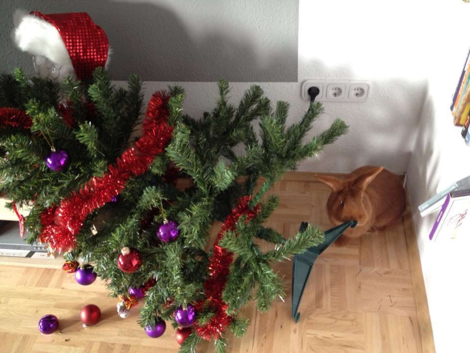 30 Mischievous Bunnies Who Have No Regrets About Taking Over Your House ...