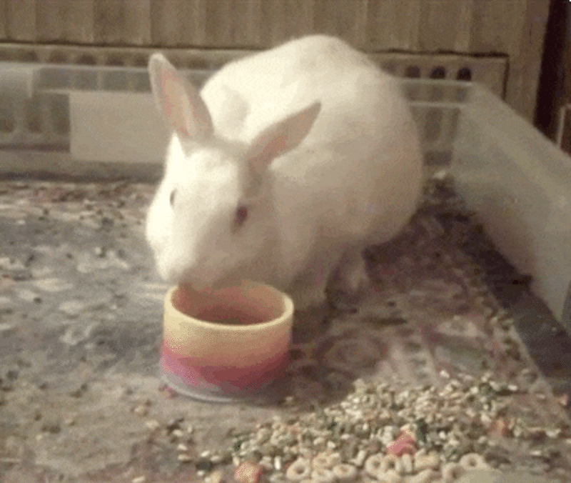 30 Mischievous Bunnies Who Have No Regrets About Taking Over Your House ...
