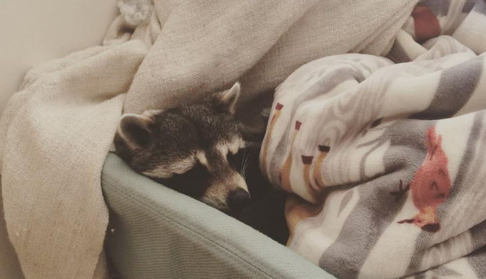 Raccoon With One Eye LOVES His New Rescue Dog - The Dodo