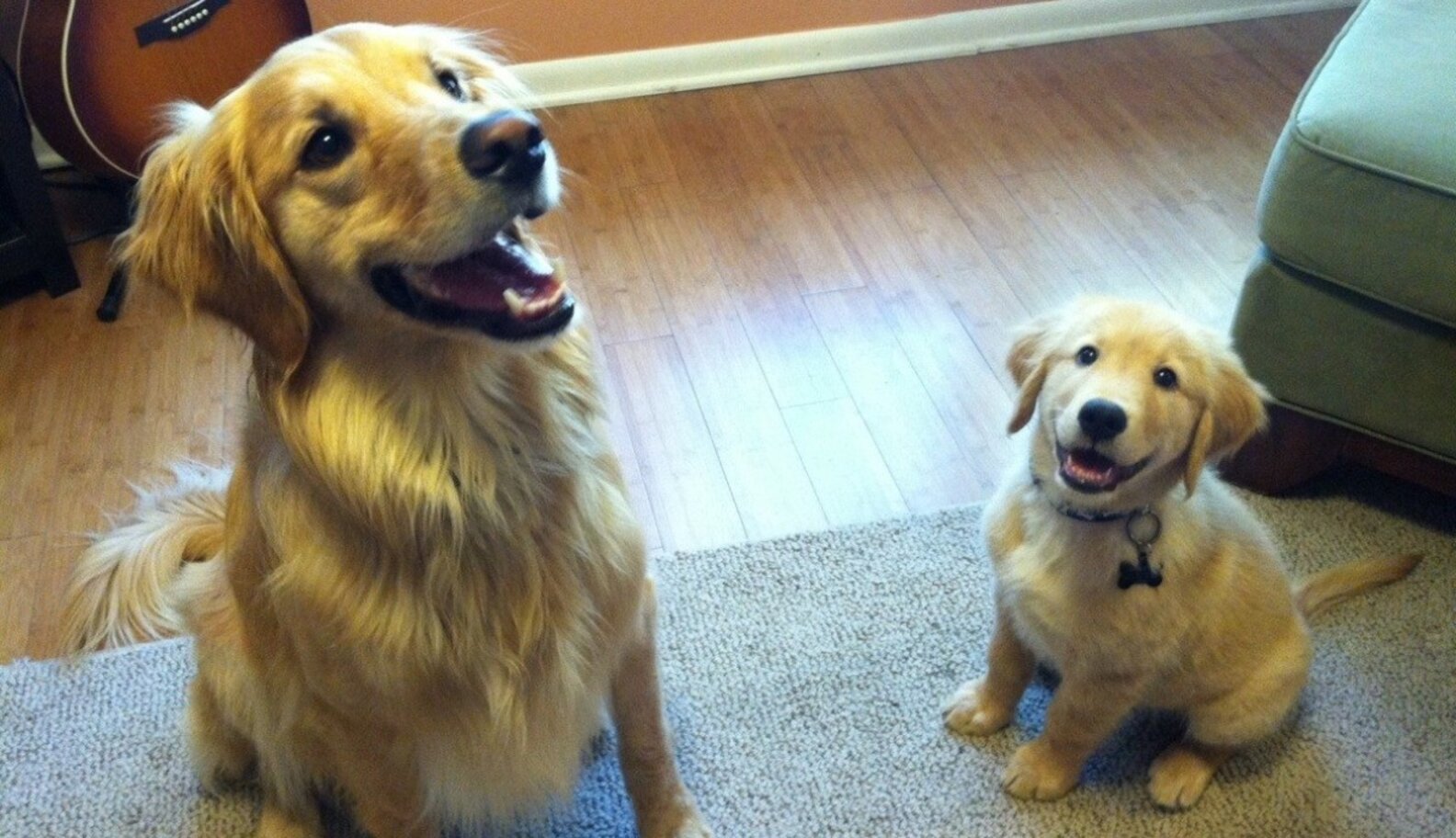 It Was Friendship At First Sight For These 10 Dogs - The Dodo
