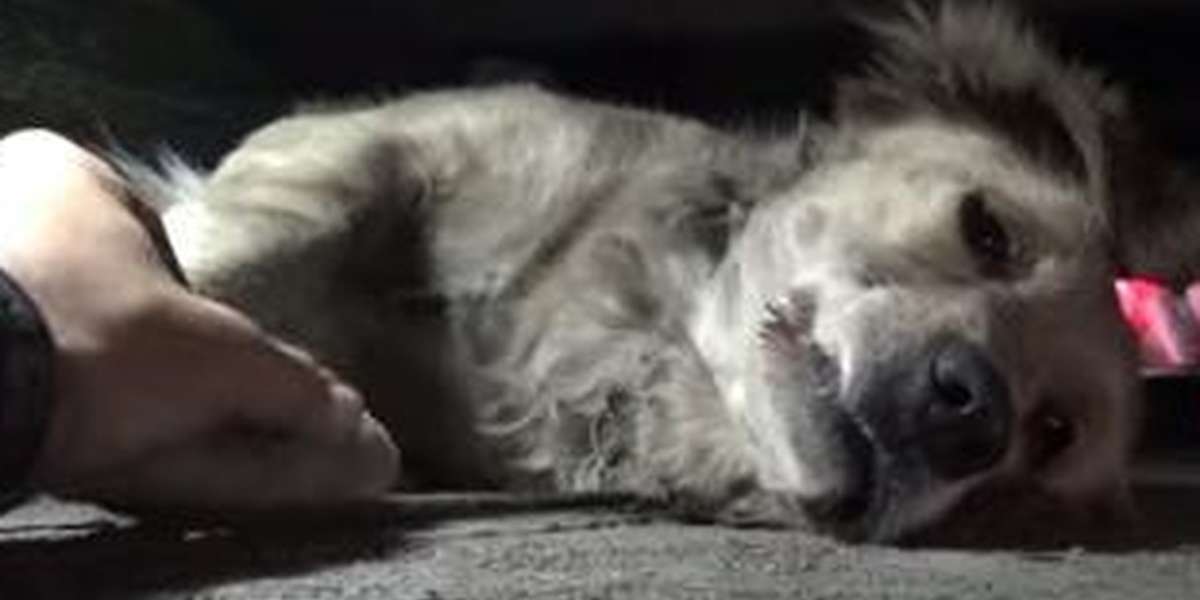 Dog Terrified Of Being Rescued ... Until She's Hugged For The First ...