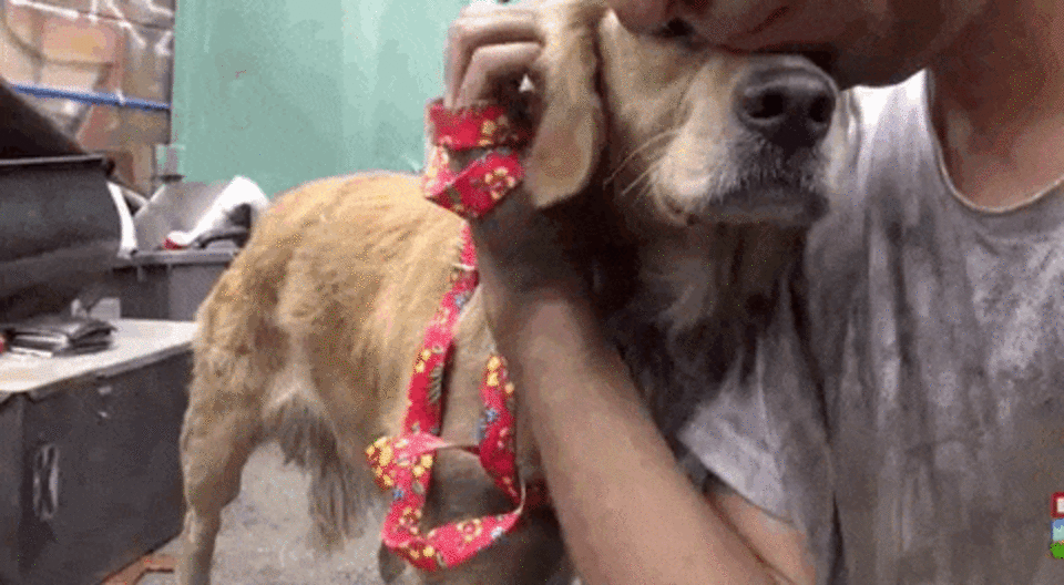 Dog Terrified Of Being Rescued ... Until She's Hugged For The First ...