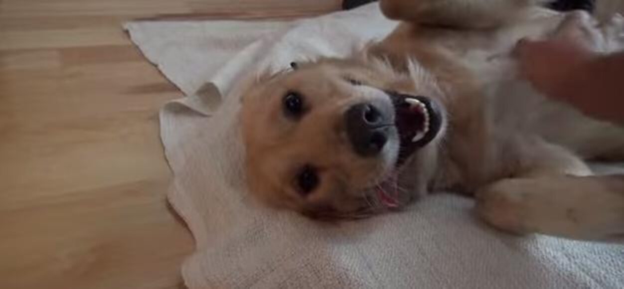 Dog Terrified Of Being Rescued ... Until She's Hugged For The First ...