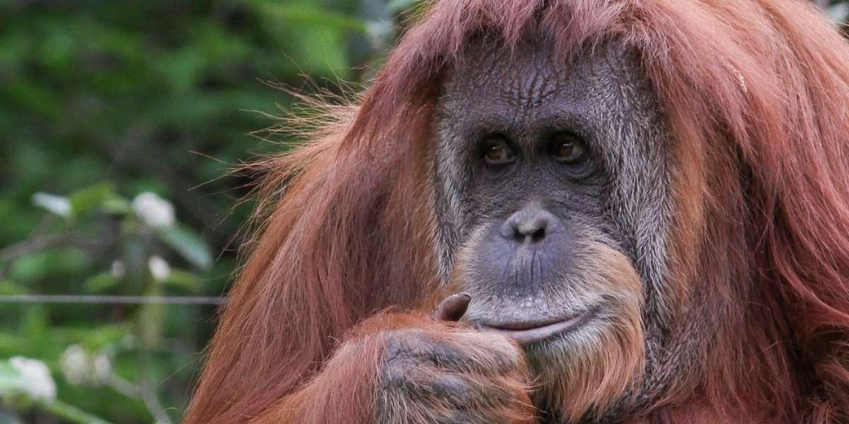Watch A One-Armed Orangutan’s Triumphant Release Back Into The Wild ...