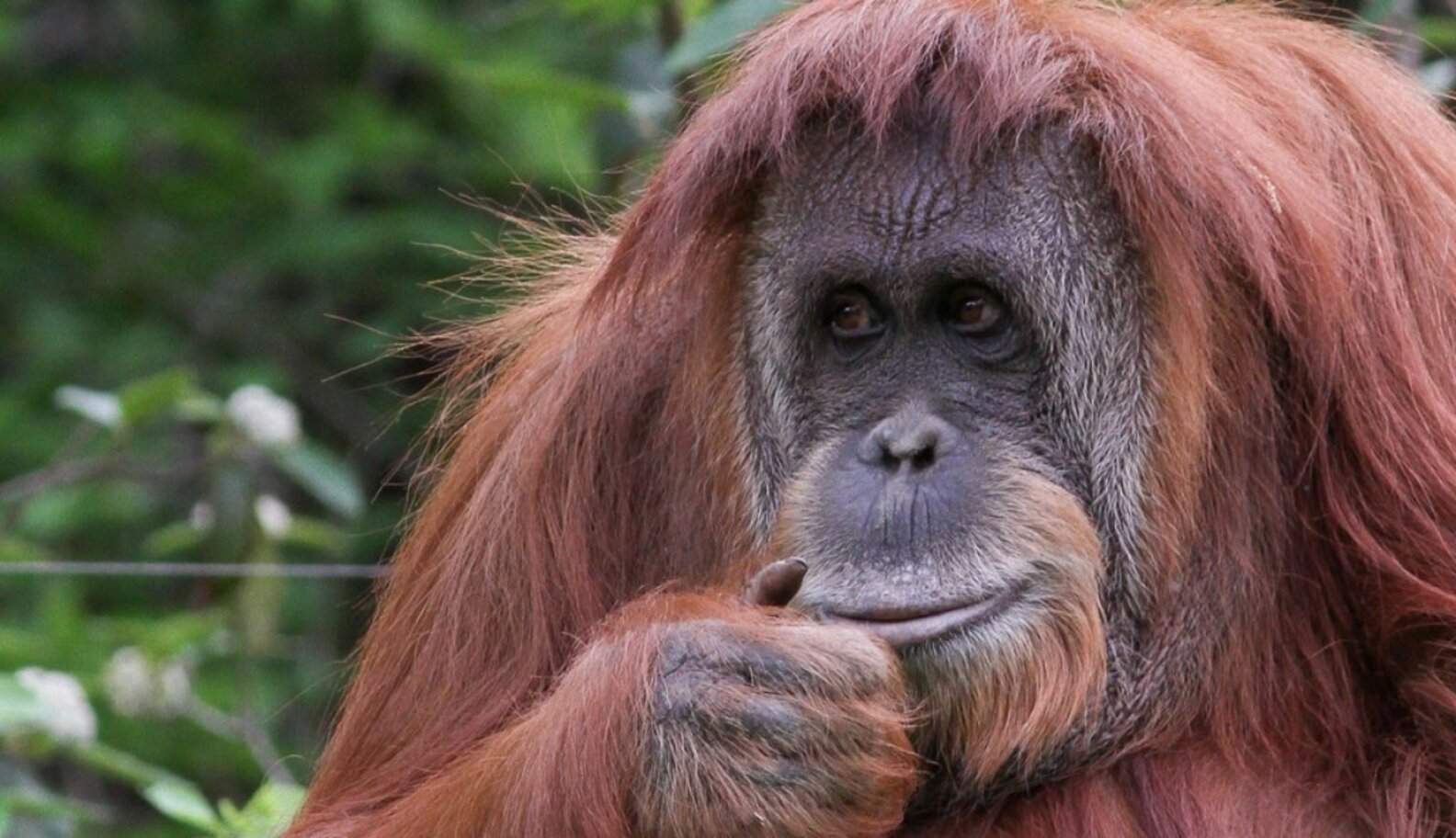Watch A One-Armed Orangutan’s Triumphant Release Back Into The Wild ...