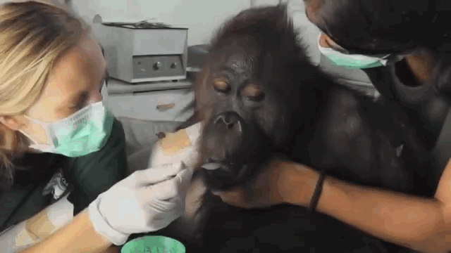 Watch A One-Armed Orangutan’s Triumphant Release Back Into The Wild ...