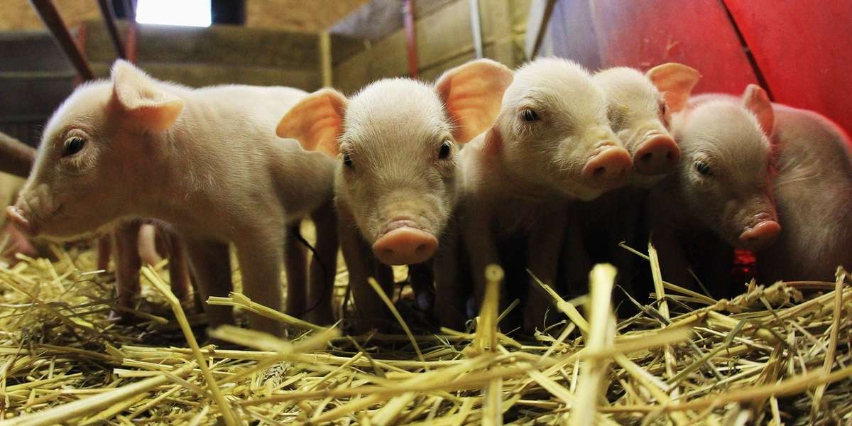 How The Brutal Hog Industry Was Born: Inside Tyson's Rise - The Dodo