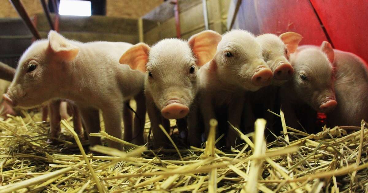 How The Brutal Hog Industry Was Born: Inside Tyson's Rise - The Dodo