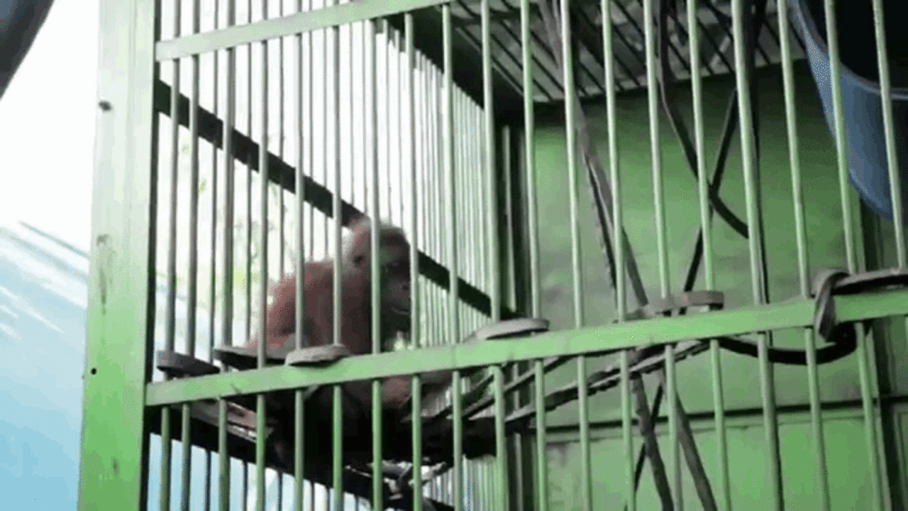 Watch A One-Armed Orangutan’s Triumphant Release Back Into The Wild ...
