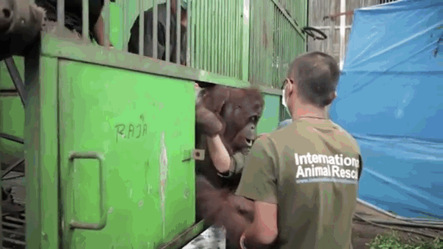 Watch A One-Armed Orangutan’s Triumphant Release Back Into The Wild ...