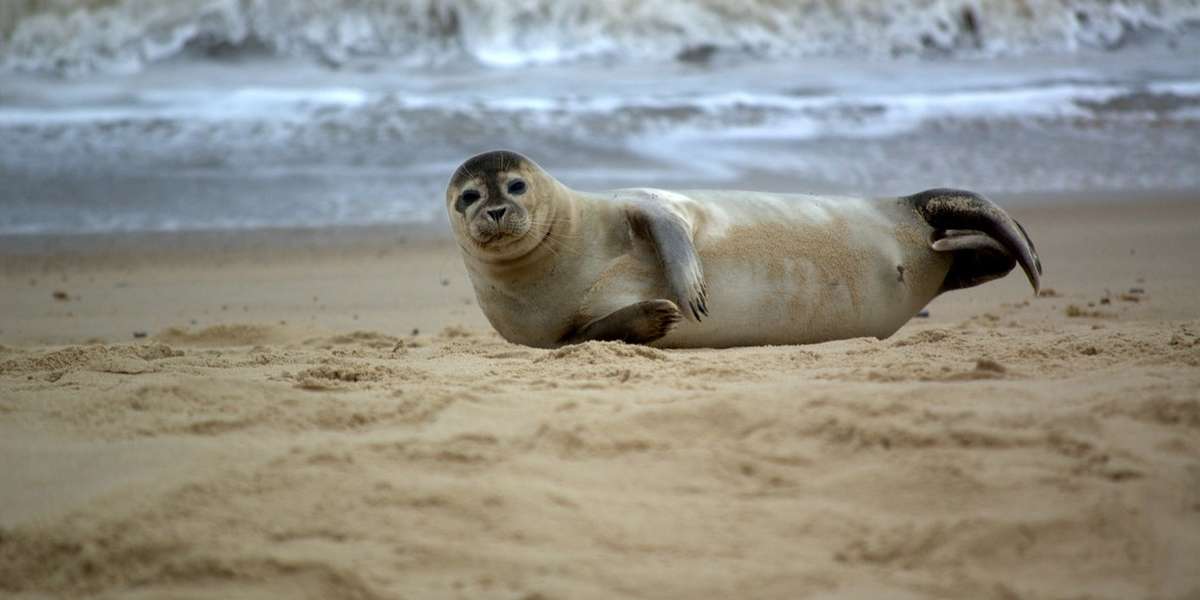 9 Cheap Ways To Beat The Heat … According To Animals - The Dodo