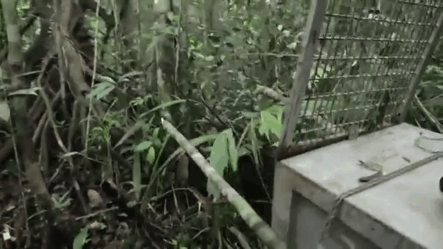 Watch A One-Armed Orangutan’s Triumphant Release Back Into The Wild ...