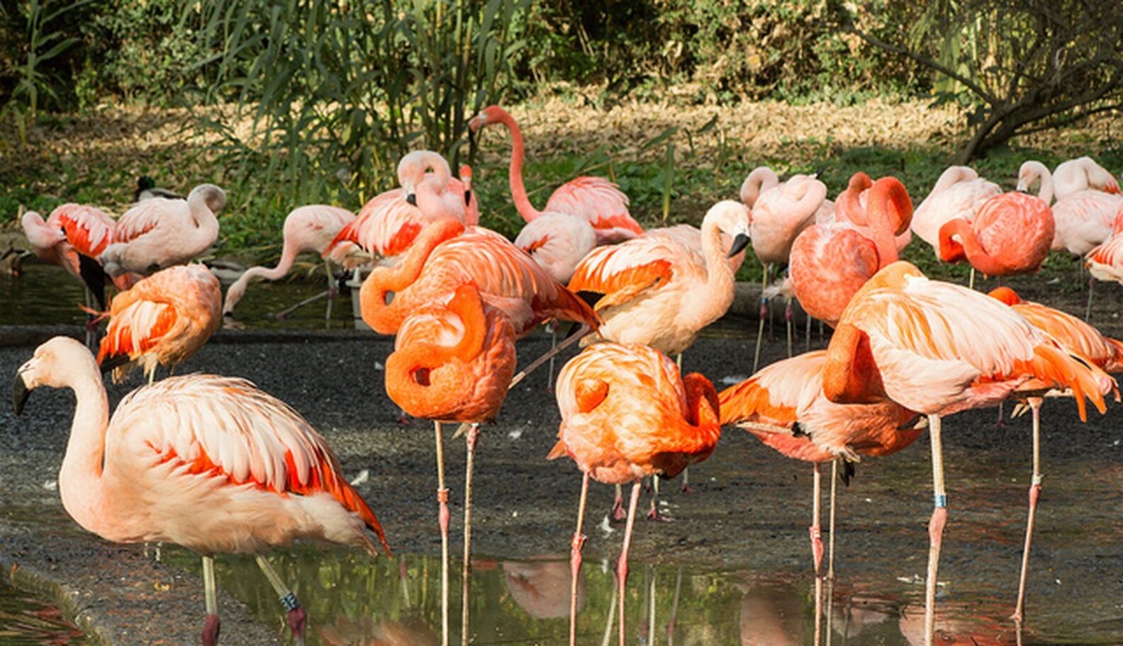 Rare Flamingo Spotted With Friends Who Don't Care That He's Different ...