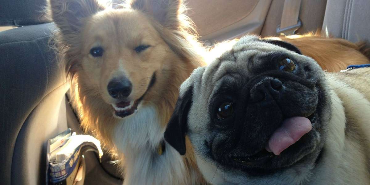 15 Pet Duos Who Are Exactly Like You And Your Best Friend - The Dodo
